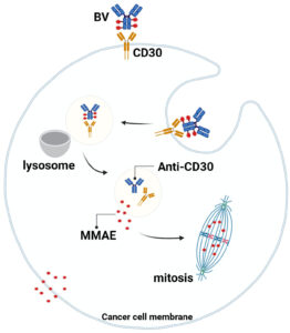 CD30とは？—リンパ腫で注目の治療標的をやさしく解説